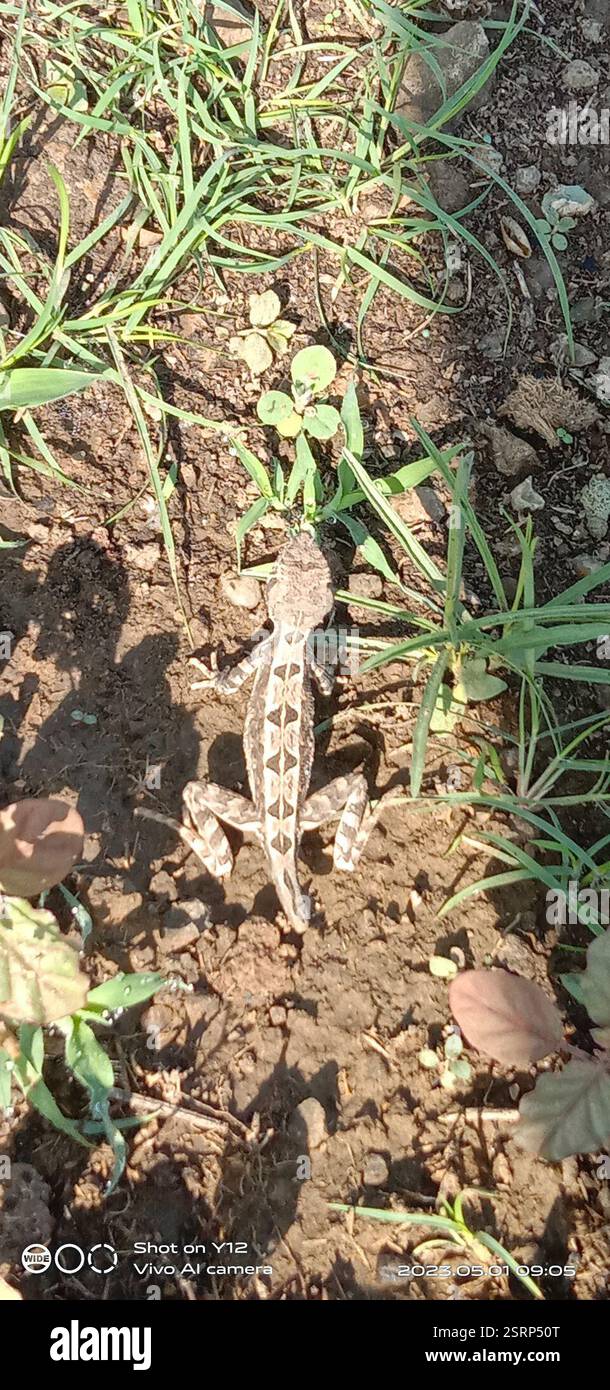 Fan-throated Lizards (Sitana), Reptilia, Ahmednagar, Maharashtra, India ...