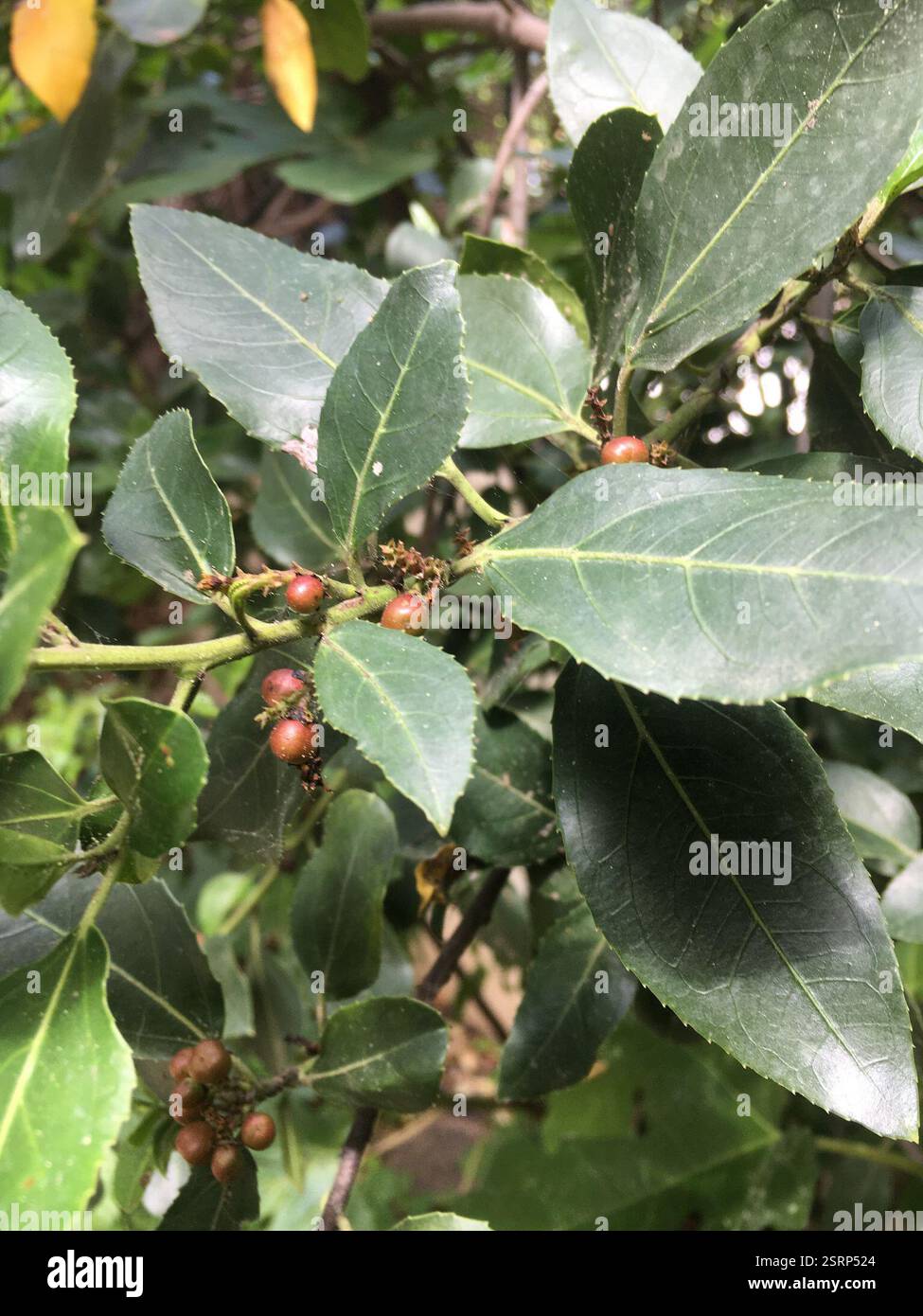 Mediterranean buckthorn (Rhamnus alaternus), Plantae, Nea Makri 190 05 ...