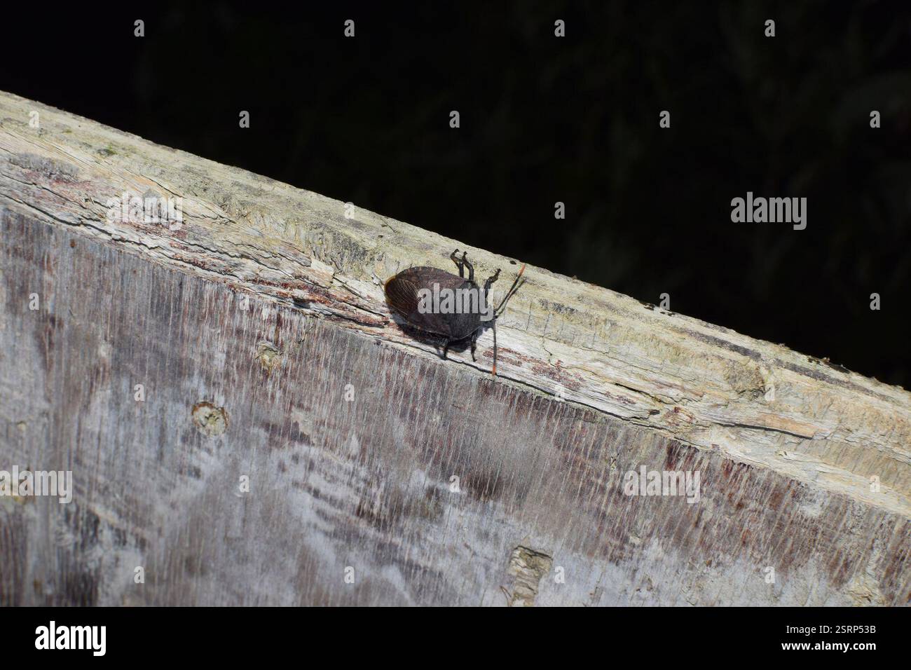 Coridius hi-res stock photography and images - Alamy