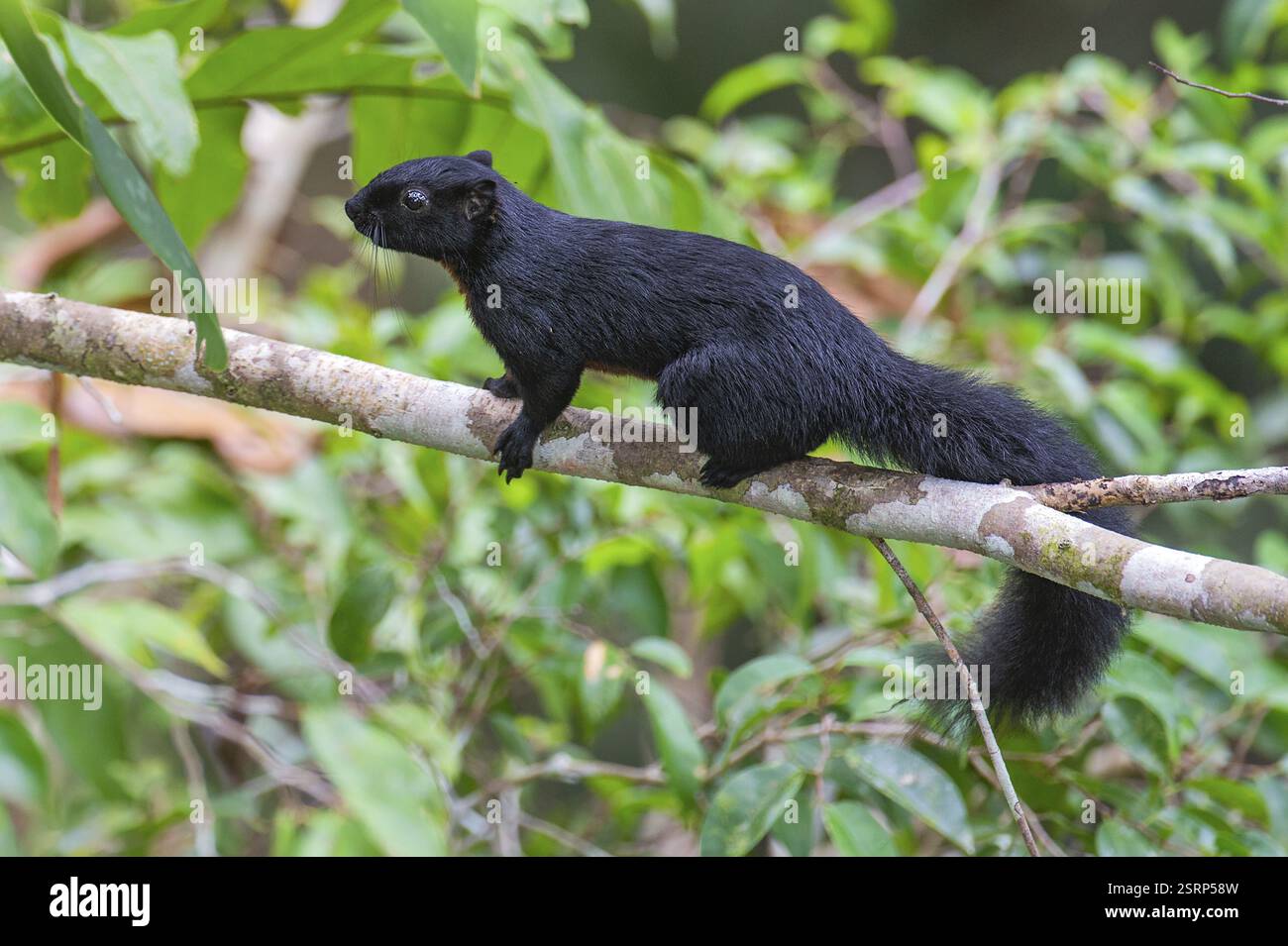 Borneo black-banded squirrel, Squirrel, Animals, Mammals, (Callosciurus ...