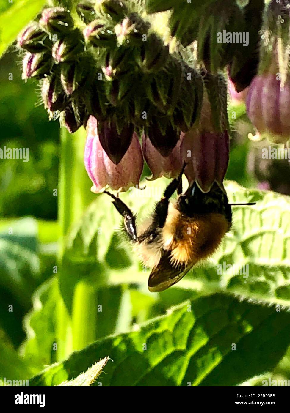 Common Carder Bumble Bee (Bombus pascuorum), Insecta, Ham Wall Nature ...