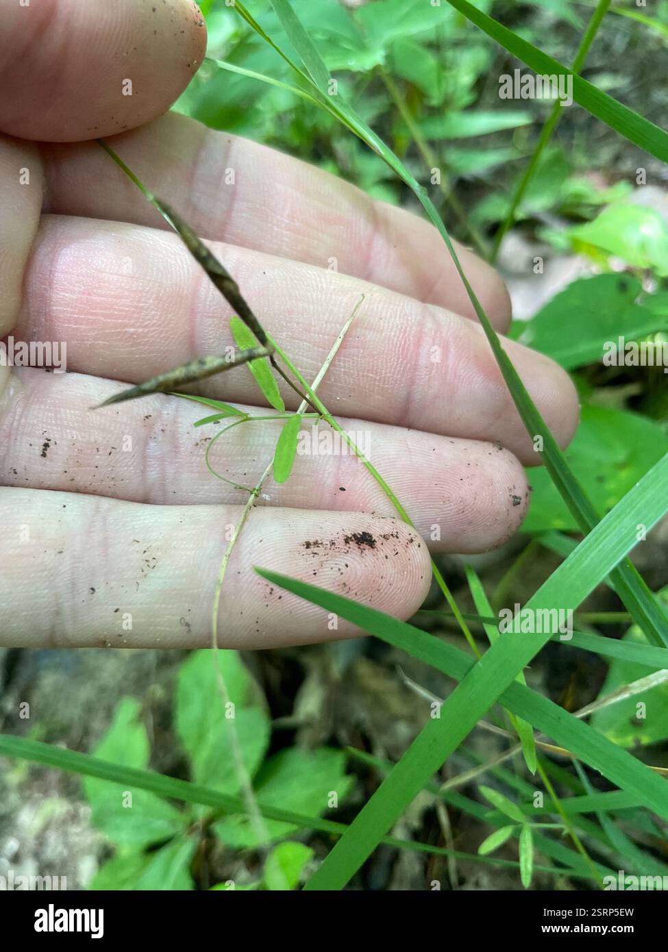 Pygmyflower Vetch (Vicia minutiflora), Plantae, Sumter County, US-AL ...
