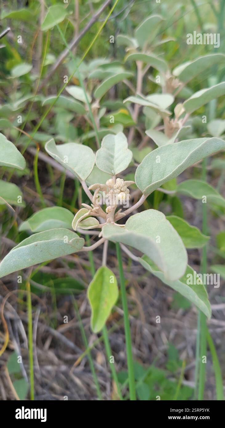 Beach Croton (Croton punctatus), Plantae, Holden Beach, NC, USA Stock ...