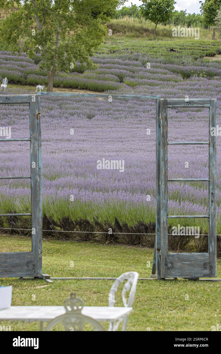 Beautiful summer evening in a lavender field. Large blue lavender ...