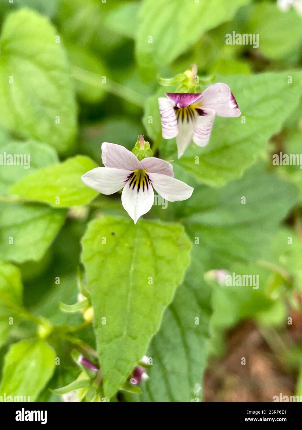 western heart's ease (Viola ocellata), Plantae, The Forest of Nisene ...