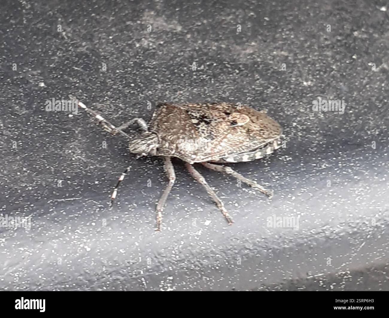 Mottled Stink Bug (Rhaphigaster nebulosa), Insecta, 30-133 Kraków ...