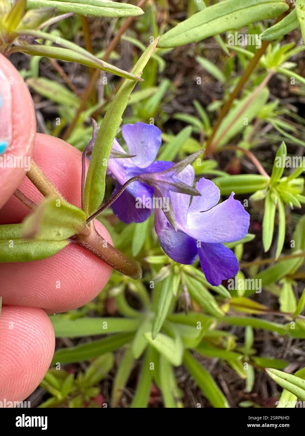 Giant Blue-eyed Mary (Collinsia grandiflora), Plantae, SW Herbert Ave ...