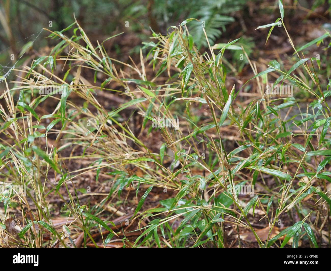 Yushania hi-res stock photography and images - Alamy
