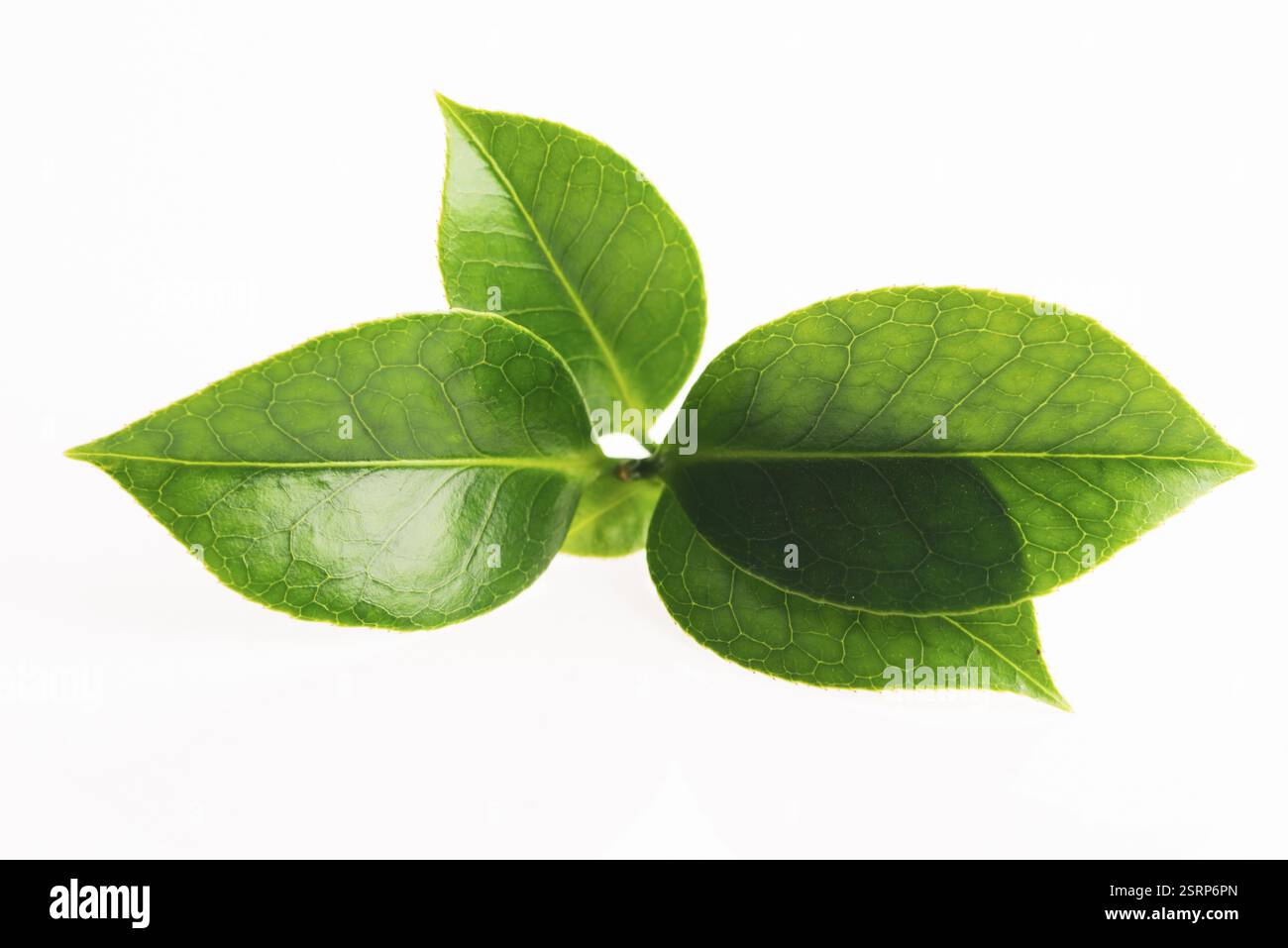 One green tea Cut Out Stock Images & Pictures - Alamy