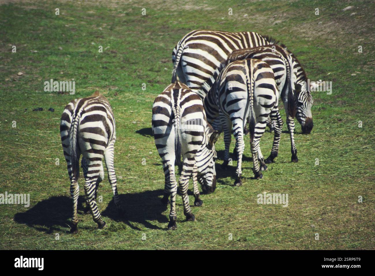 Boras national hi-res stock photography and images - Alamy