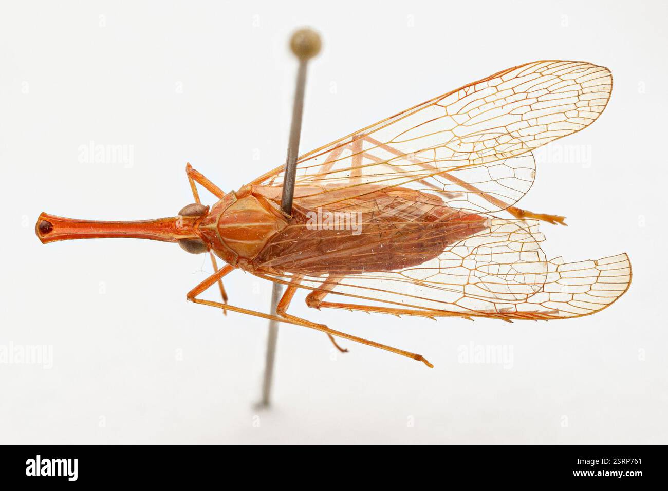 (Lappida ferocula), Insecta, Barro Colorado Island, Panama, Photographs ...