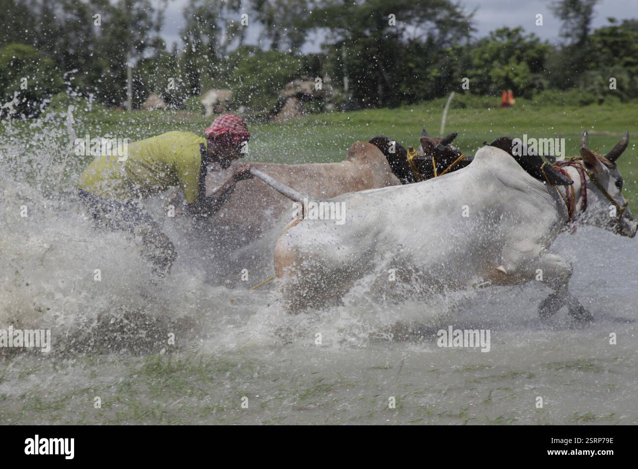 Bull race, west bengal, india, asia Stock Photo - Alamy