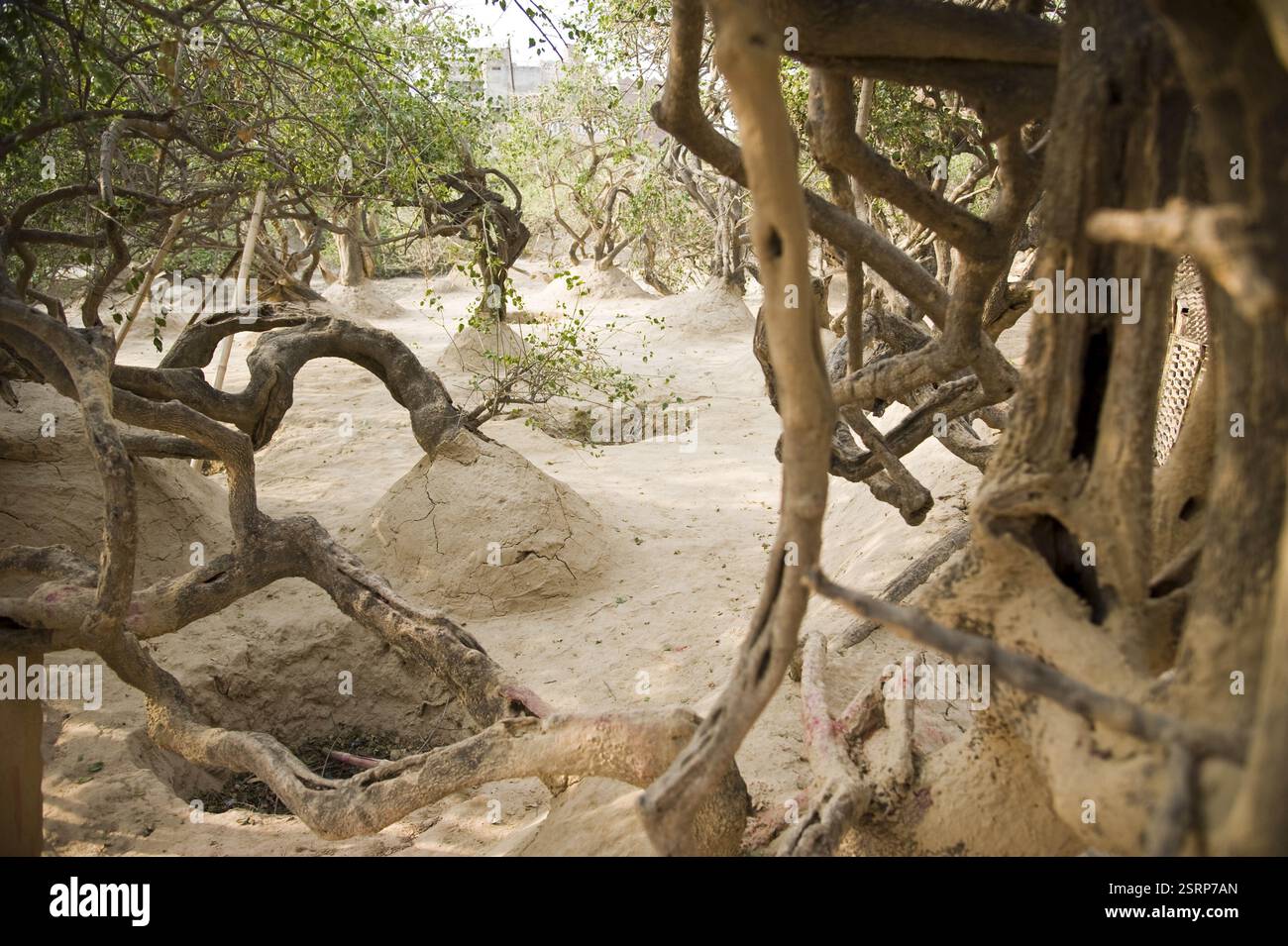 Nidhivan vrindavan hi-res stock photography and images - Alamy