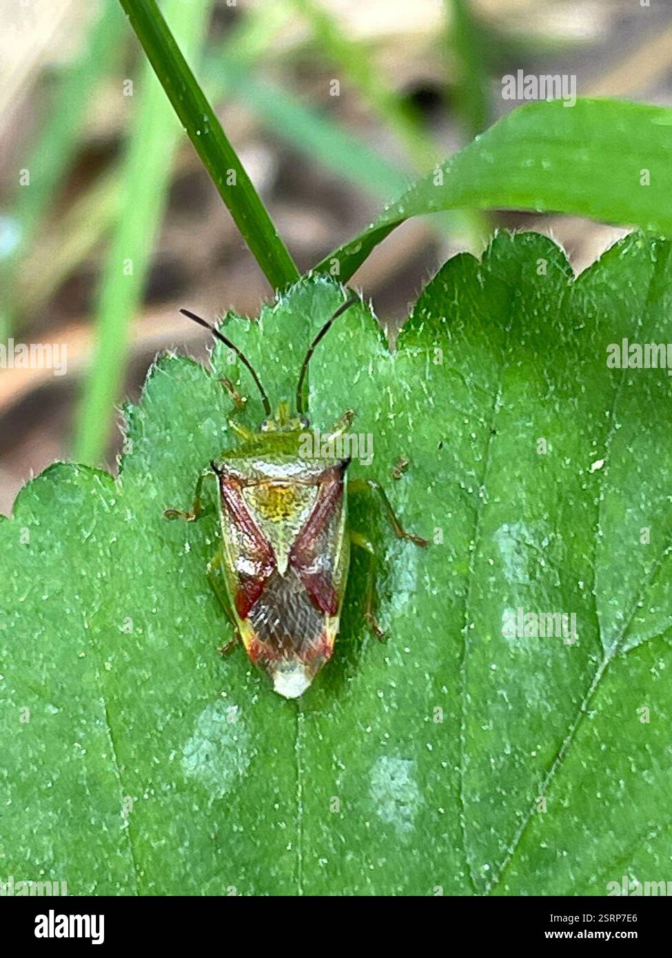Birch Shield Bug (Elasmostethus interstinctus), Insecta, Kampina en ...