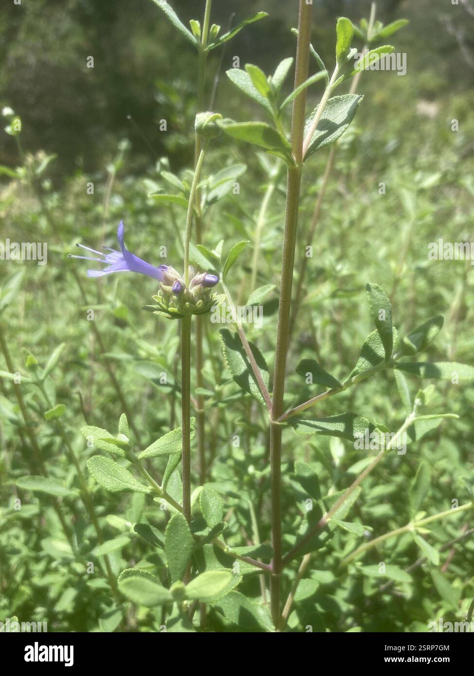 Cleveland Sage (Salvia clevelandii), Plantae, Torrey Pines State ...