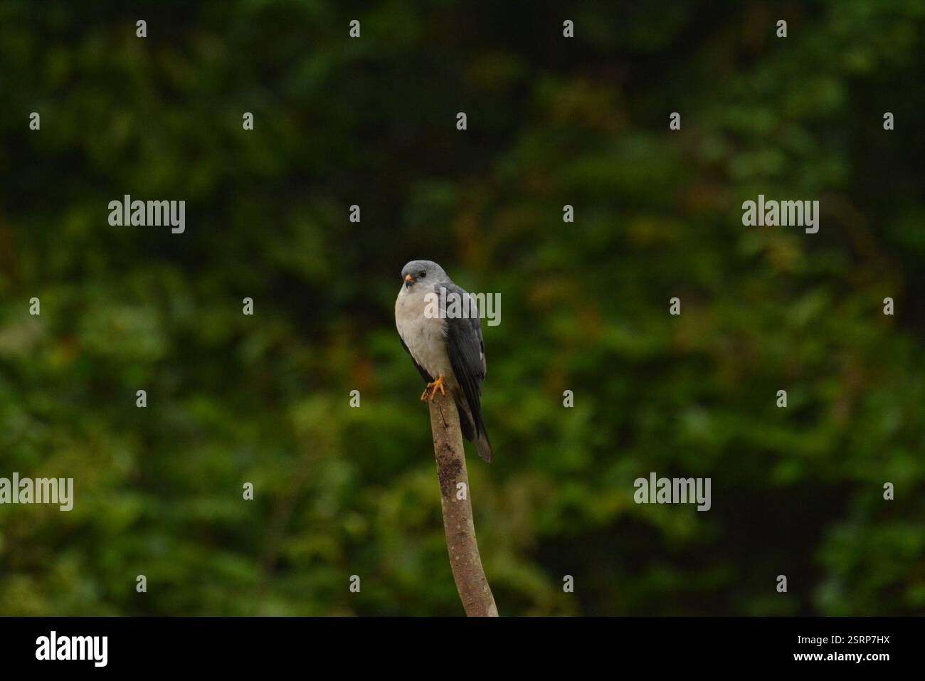 Chinese Sparrowhawk (Tachyspiza soloensis), Aves, Shangrao, CN-JX, CN ...