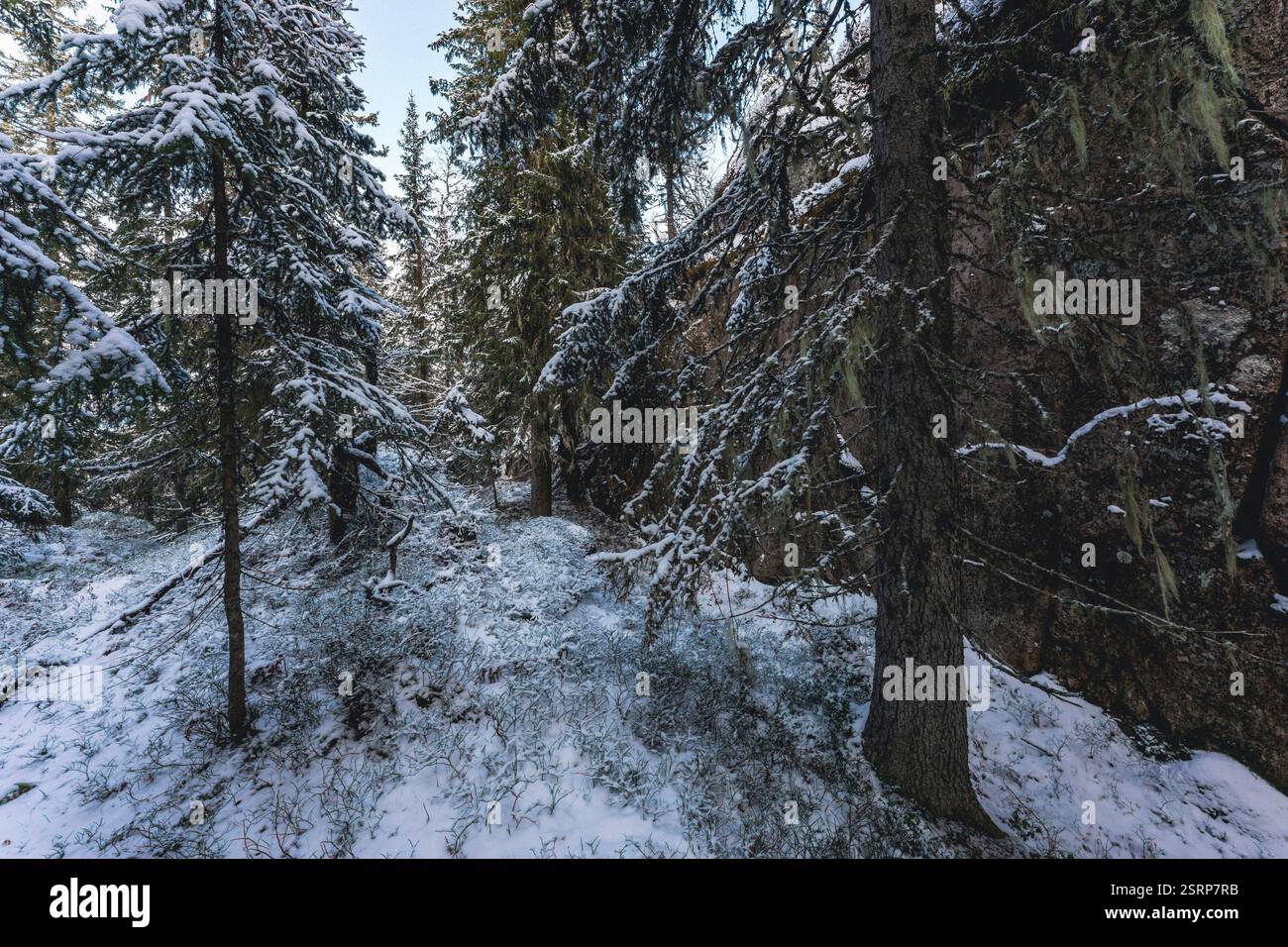 Forest photography of the north-western part of Svartdalstjerna Lakes ...