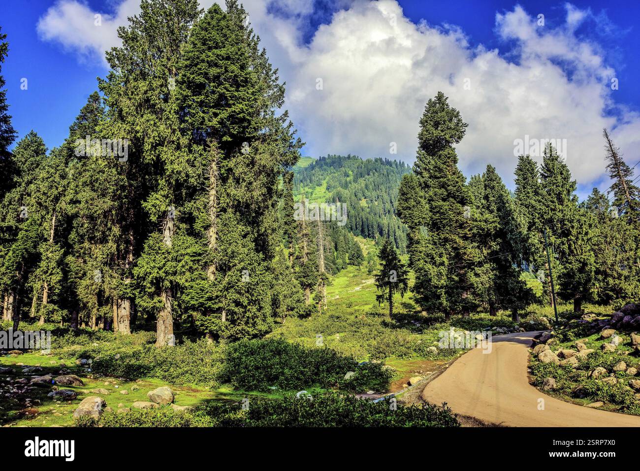 Meadows and pine trees, Doodhpathri, Budgam, Kashmir, India, Asia Stock ...