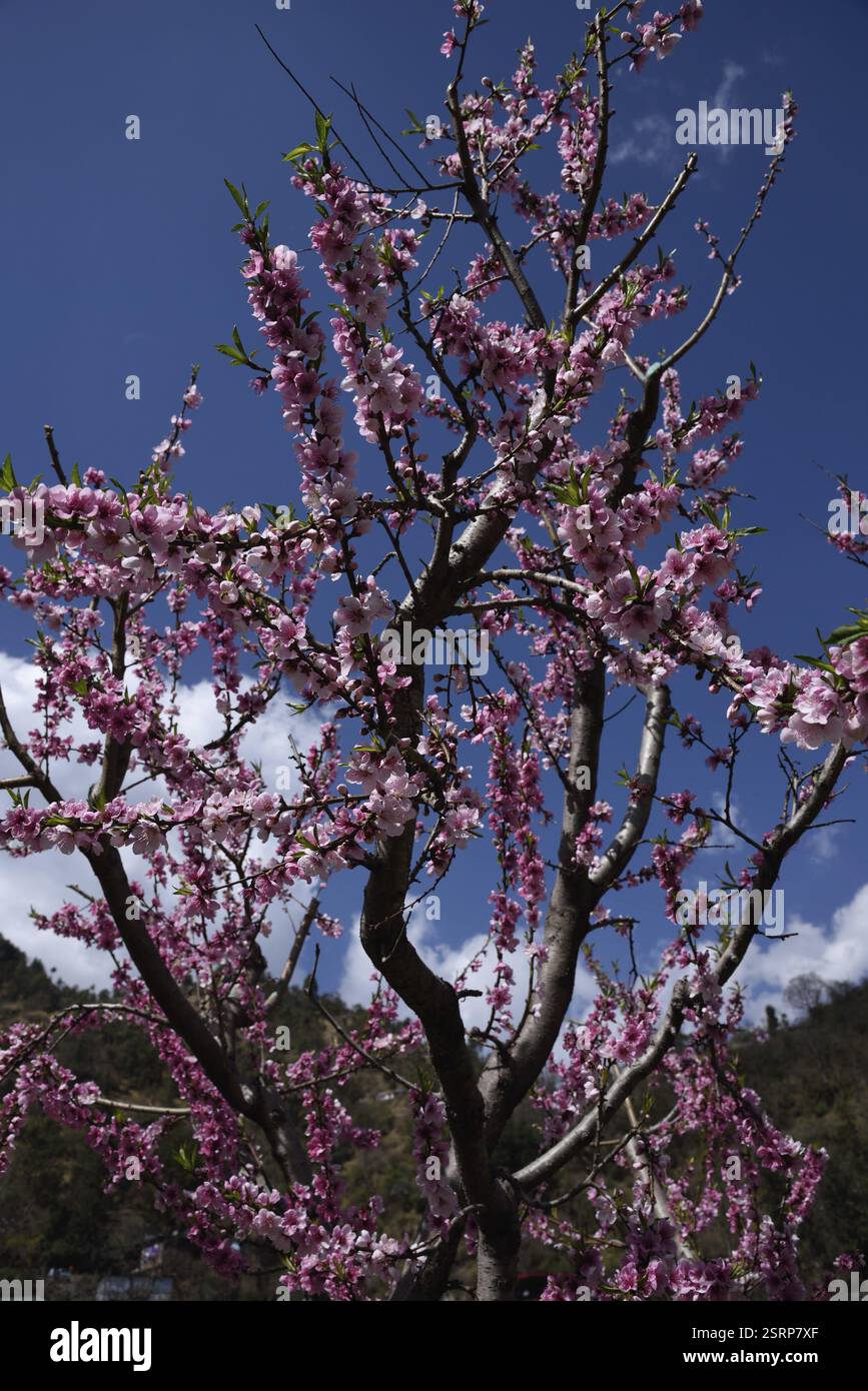 Peach tree, kasauli, himachal pradesh, India, Asia Stock Photo - Alamy