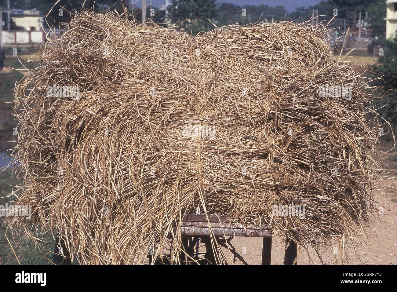 Handcart heavily loaded with rice crops, Bodh Gaya, Bihar, India, Asia ...