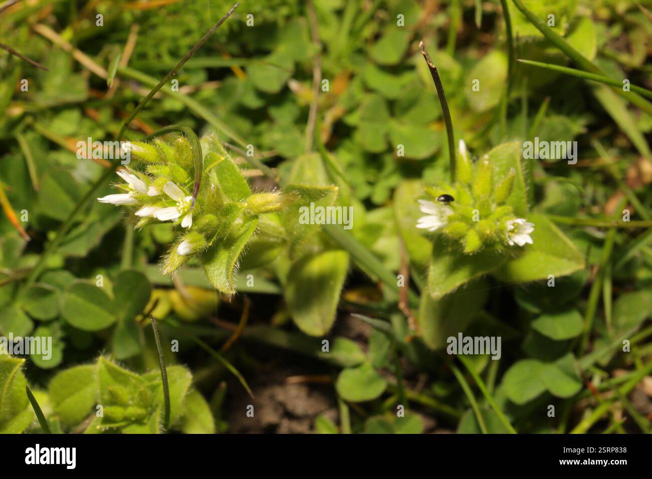 Sticky mouse-ear chickweed (Cerastium glomeratum), Plantae, Marshside ...