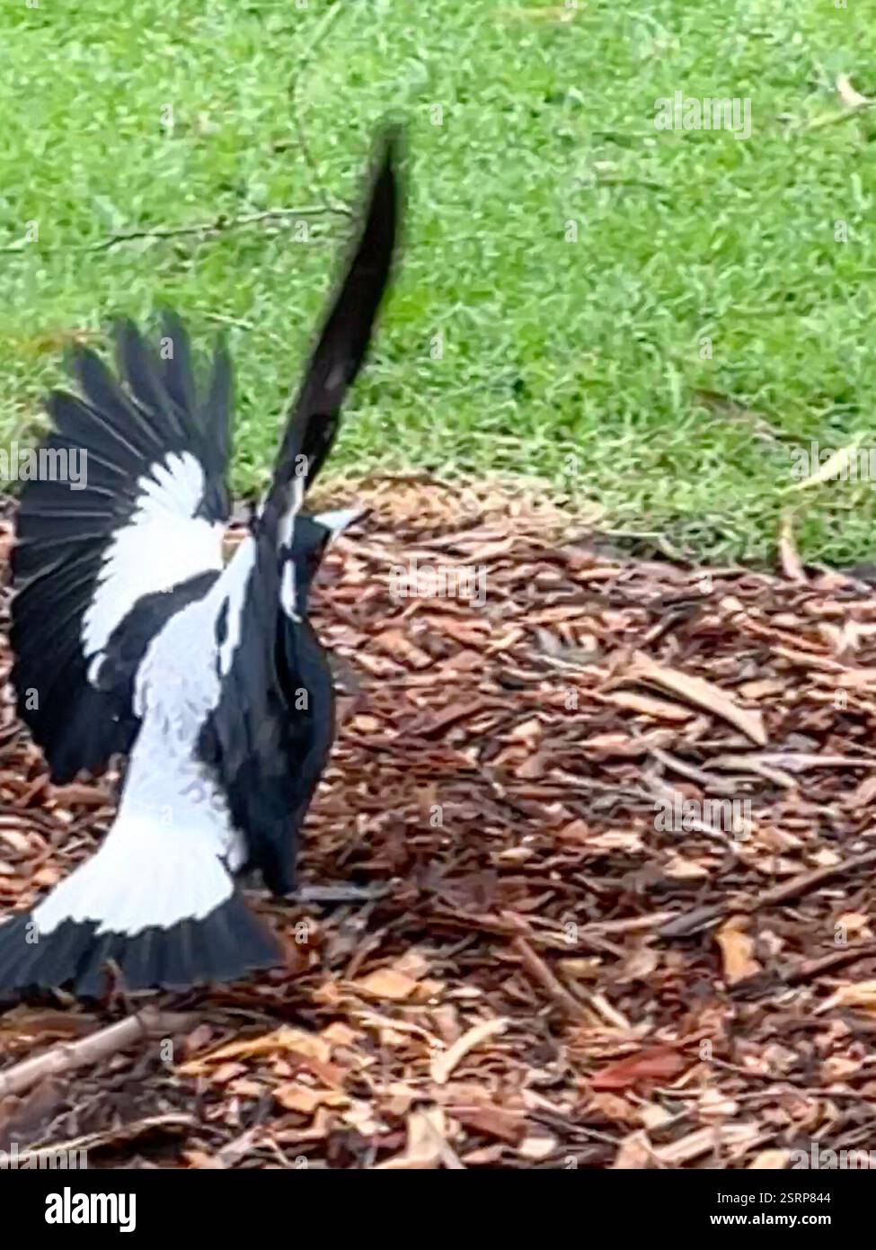Australian Magpie (Gymnorhina tibicen), Aves, Melbourne VIC, Australia ...