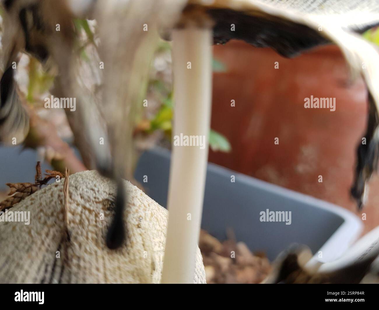 Brittlestems and Allies (Psathyrellaceae), Fungi, Coventry CV3, UK ...