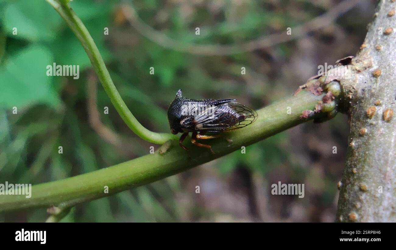 (Tricentrus pieli), Insecta, Hangzhou, CN-ZJ, CN Stock Photo - Alamy