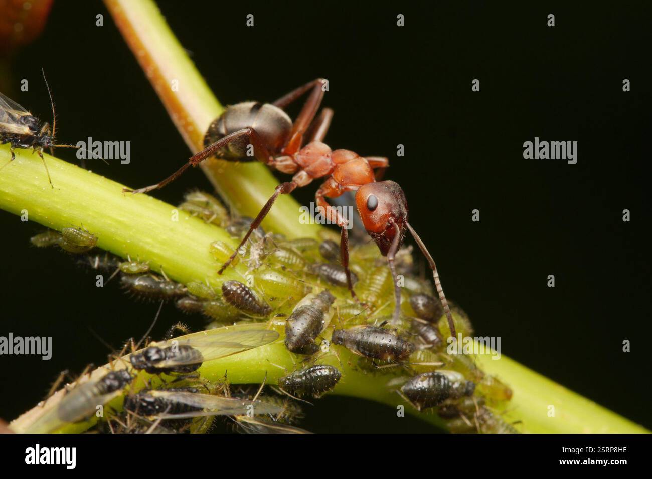 Blood-red Field Ant (Formica sanguinea), Insecta, Beulich, Deutschland ...