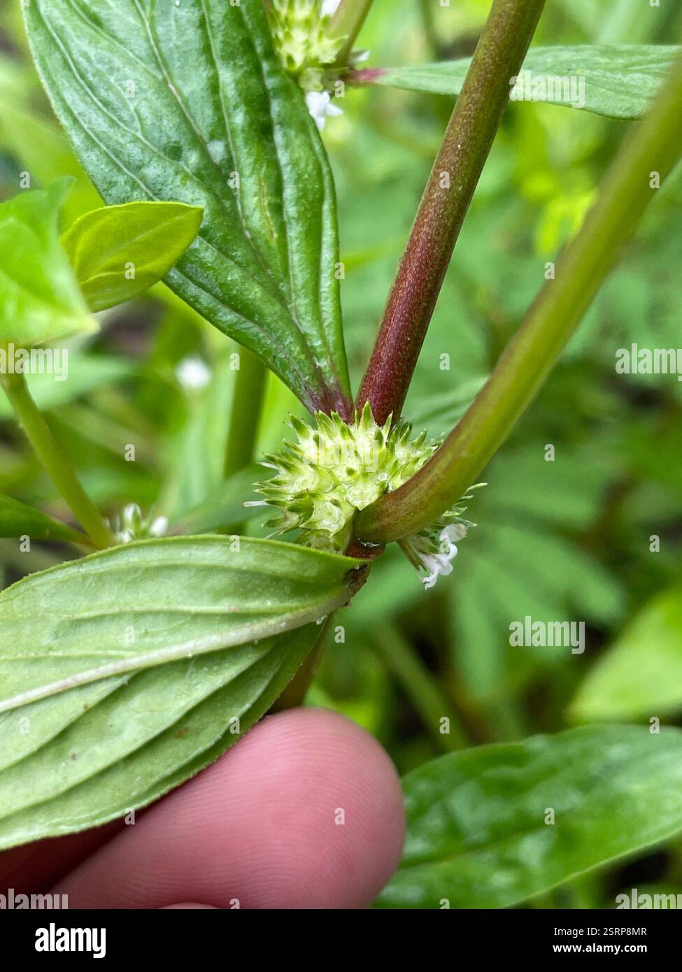 Smooth False Buttonweed (Spermacoce glabra), Plantae, Natchez, MS, US ...