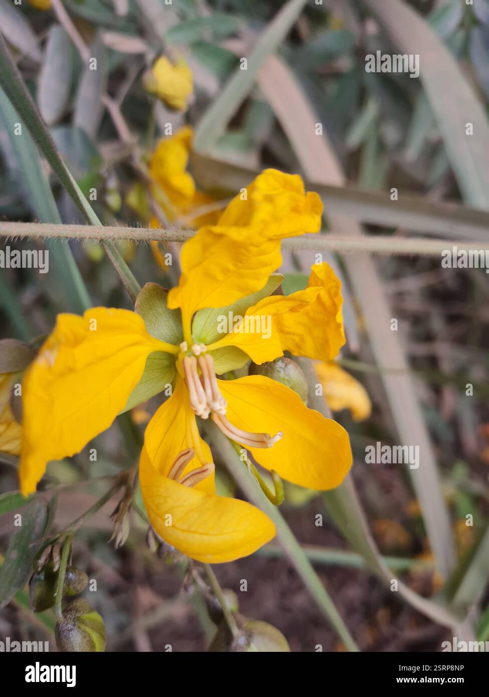 sennas (Senna), Plantae, GWRW+6P, Araçariguama - SP, 18147-000, Brasil ...