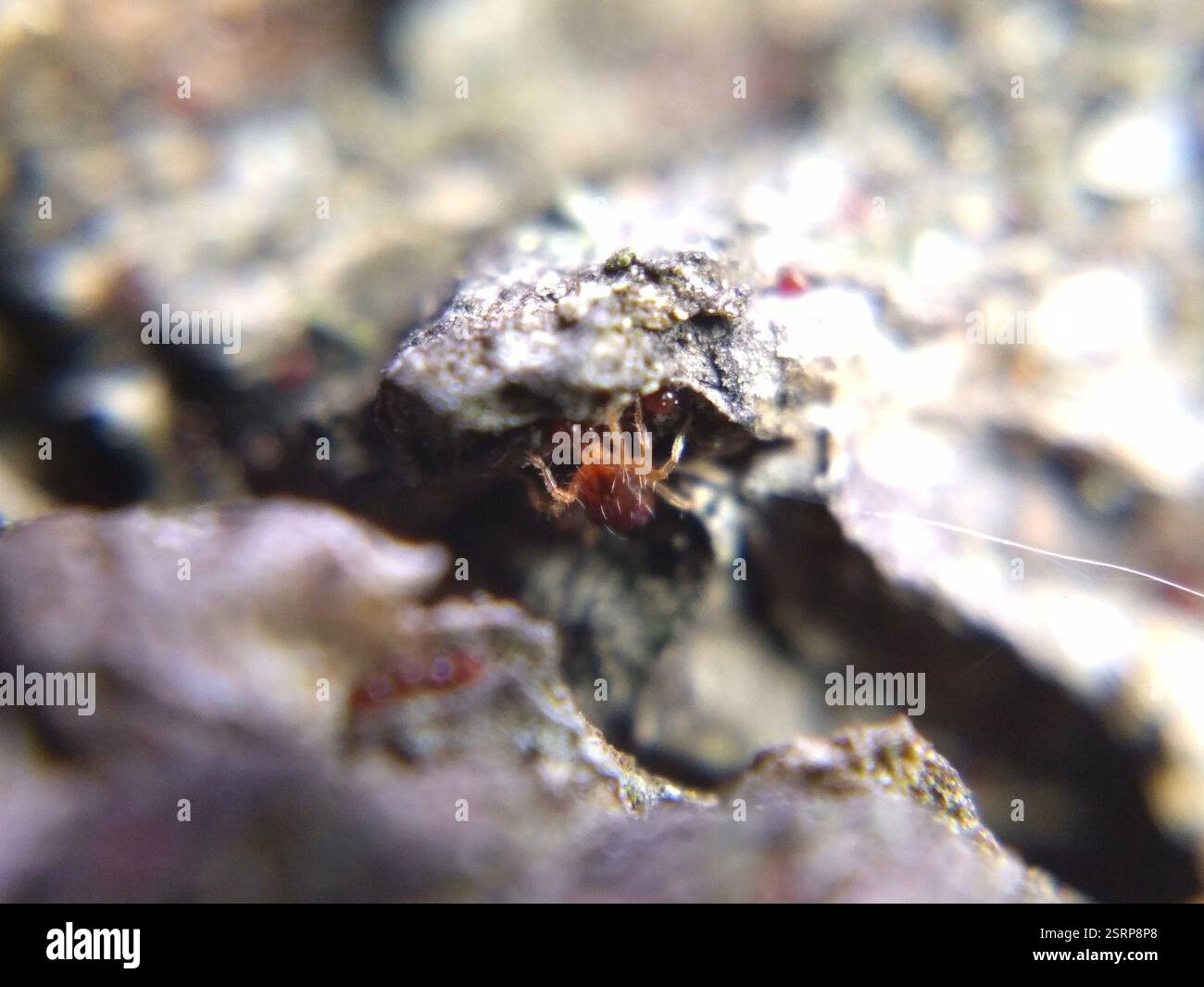 Whirligig Mites (Anystis), Arachnida, Toronto, ON M6K 3C1, Canada ...