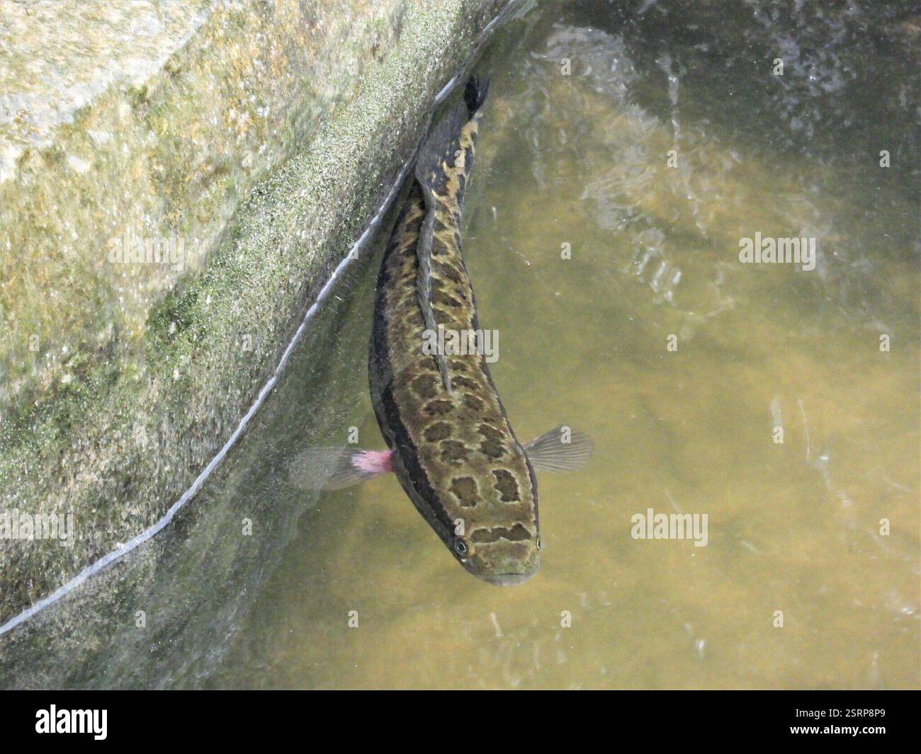 Blotched Snakehead (Channa maculata), Actinopterygii, Kowloon City ...