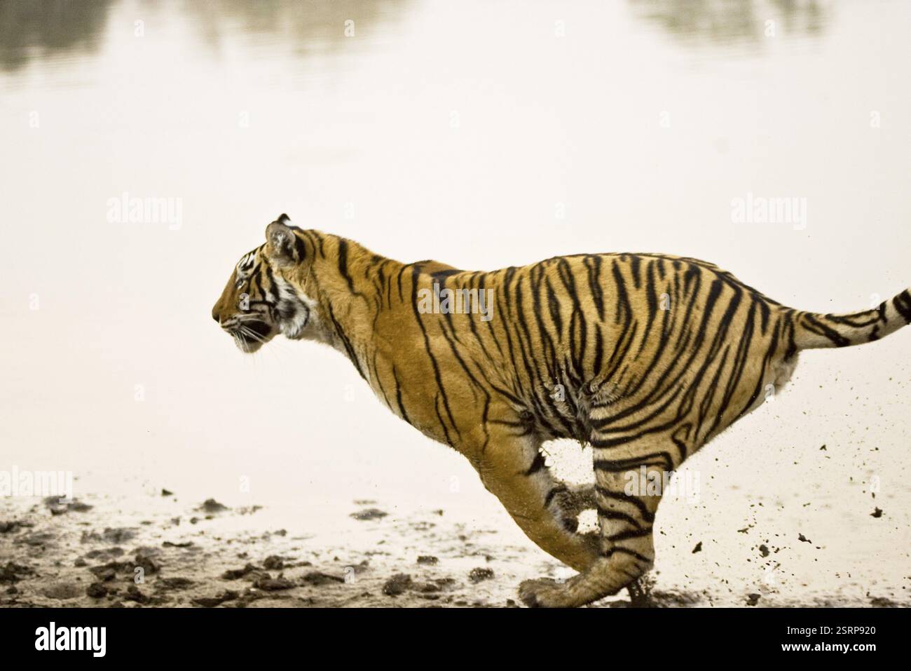 Tiger panthera tigris leaping charging action, Ranthambore tiger ...