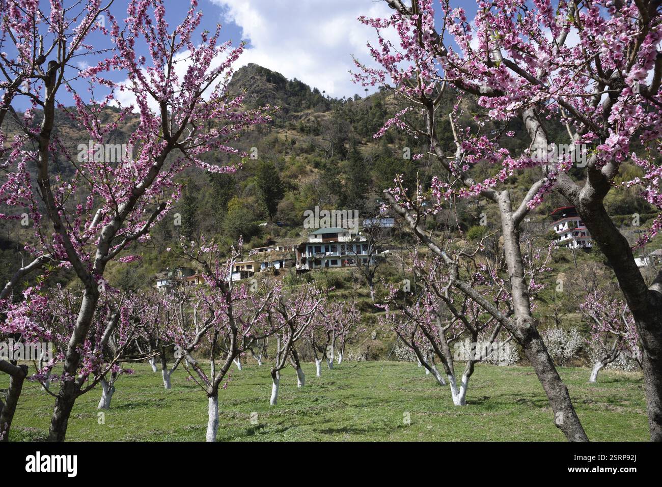 Peach tree, kasauli, himachal pradesh, India, Asia Stock Photo - Alamy
