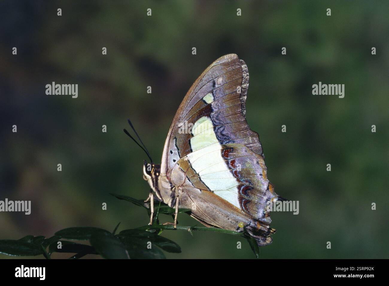 Insects, butterfly Indian common nawab eriboea fabius Stock Photo - Alamy