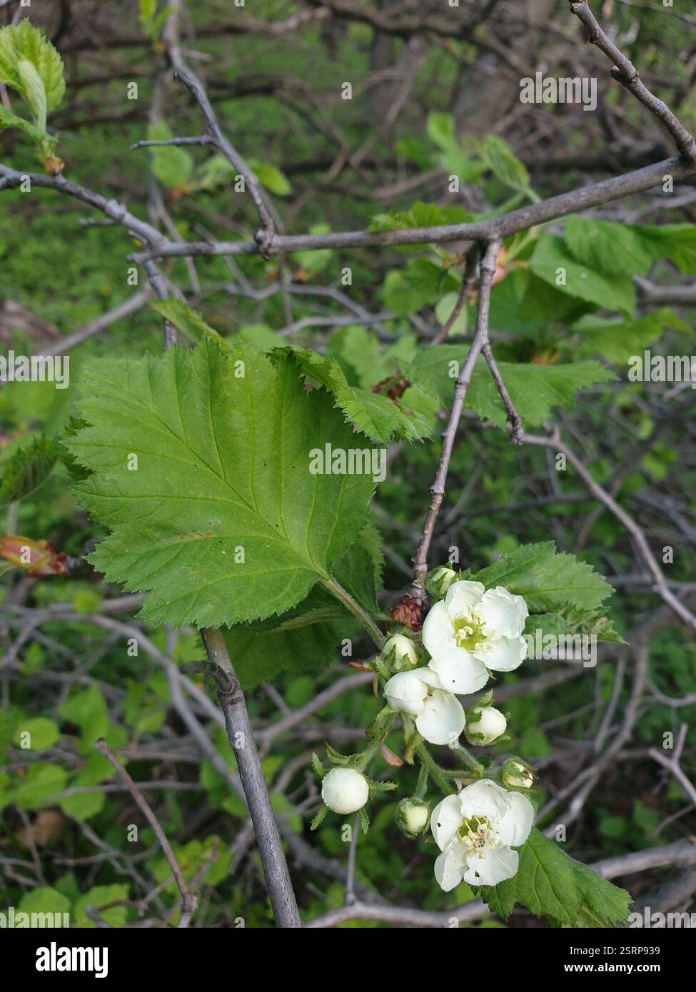 Hairy Cockspurthorn (Crataegus submollis), Plantae, Le Vieux-Longueuil ...