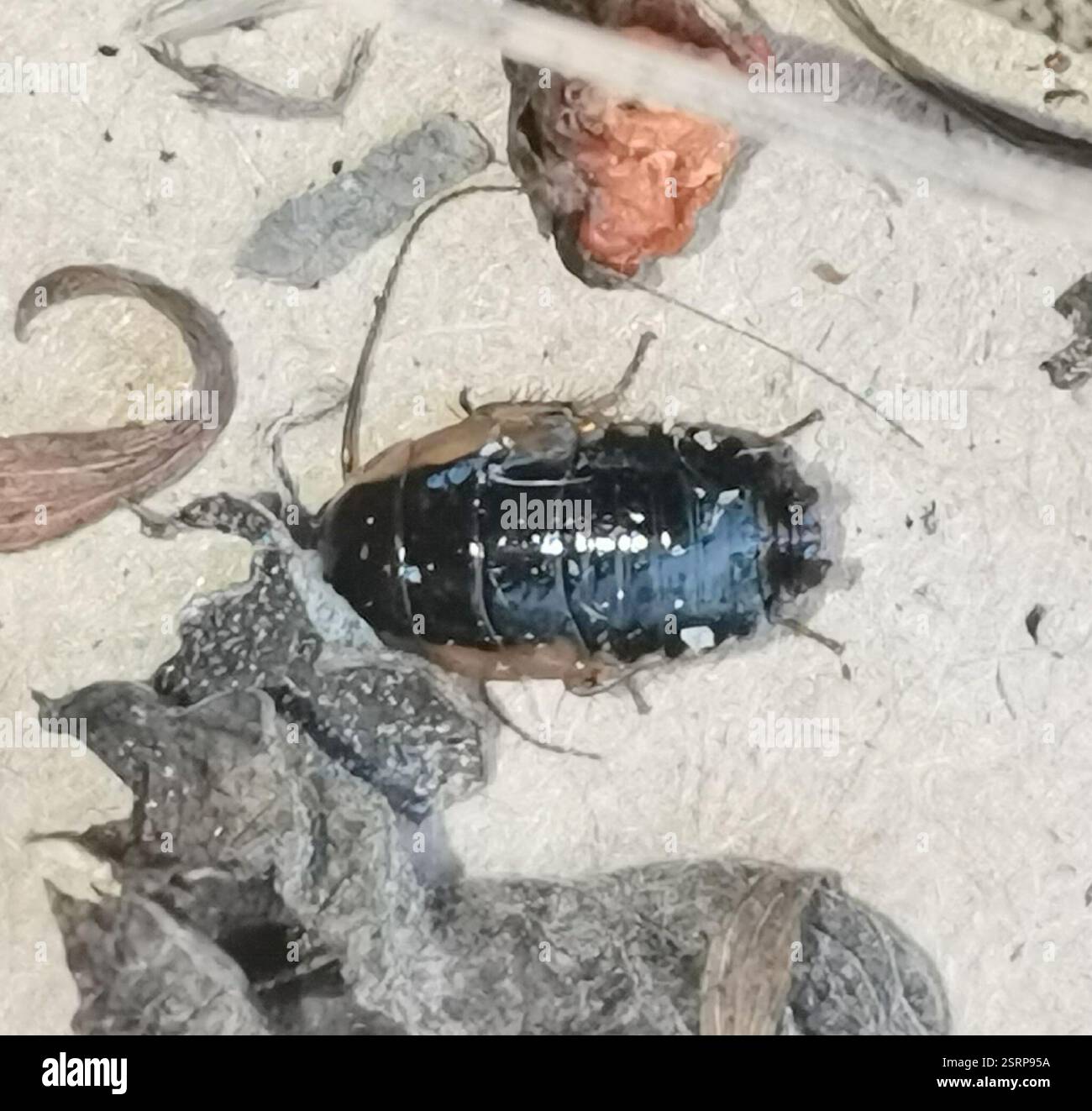 Forest Cockroach (Ectobius sylvestris), Insecta, 31160 Urjala, Suomi ...