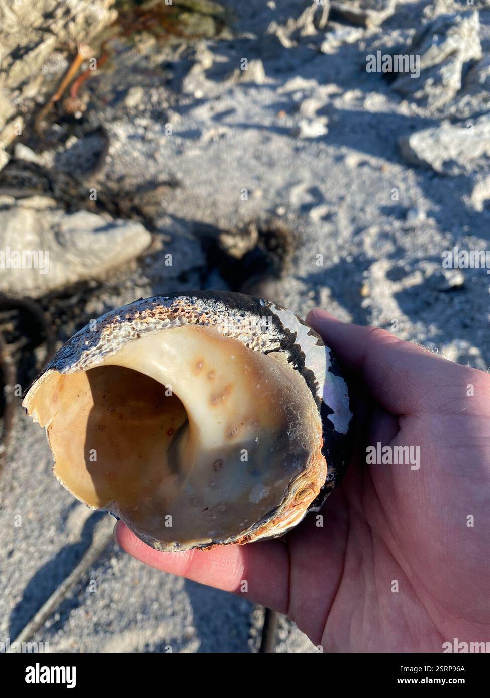 South African Turban (Turbo sarmaticus), Mollusca, Una Drive, Betty's ...