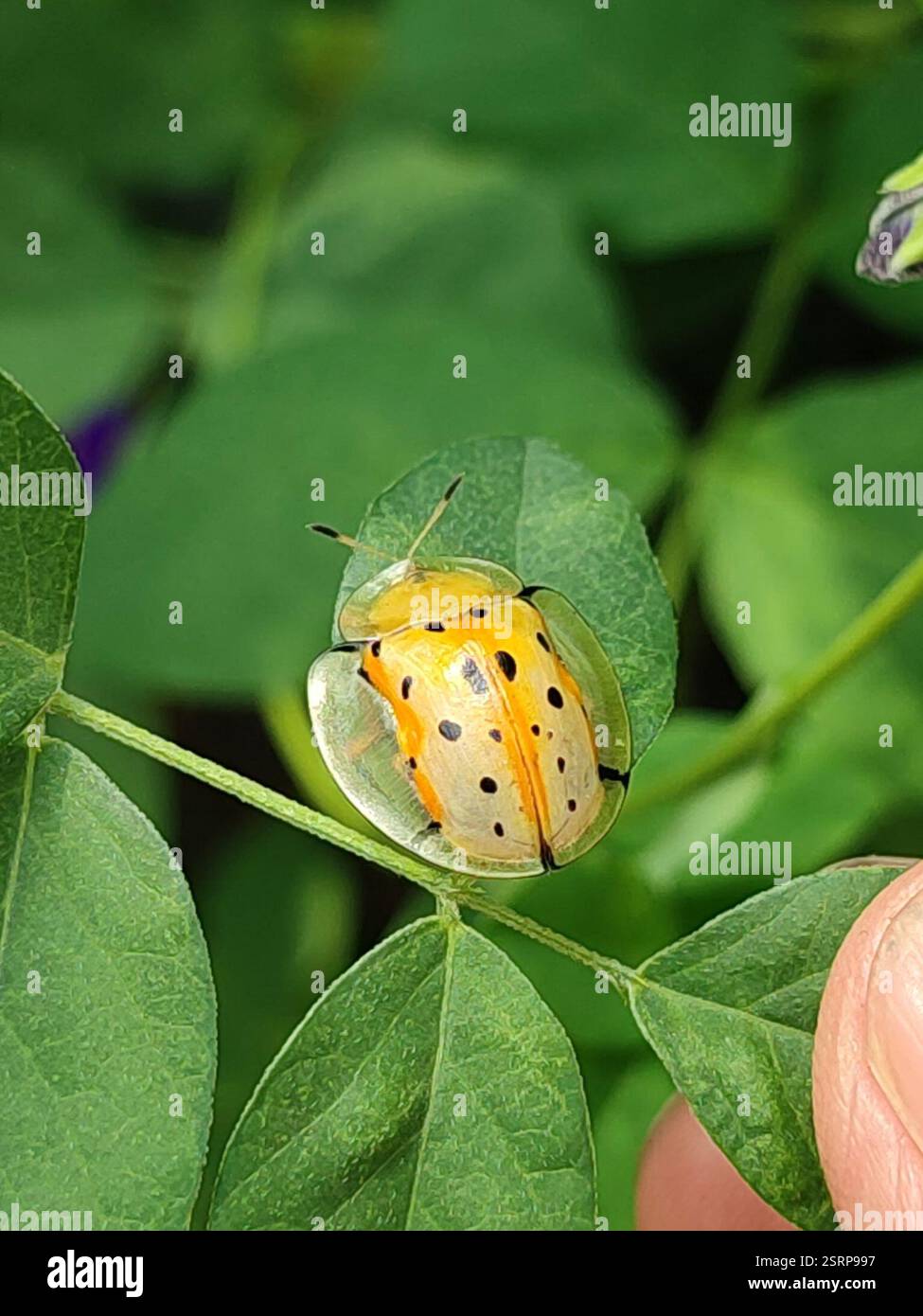 Asian Spotted Tortoise Beetle (Aspidimorpha miliaris), Insecta ...