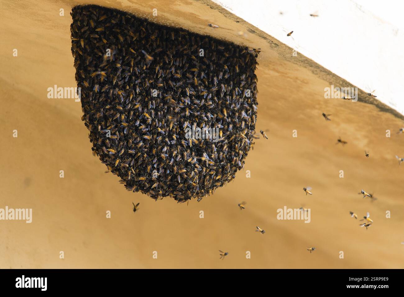 TIers, insects, bees, honeybees, nest, (Apis dorsata) Rajasthan, India ...