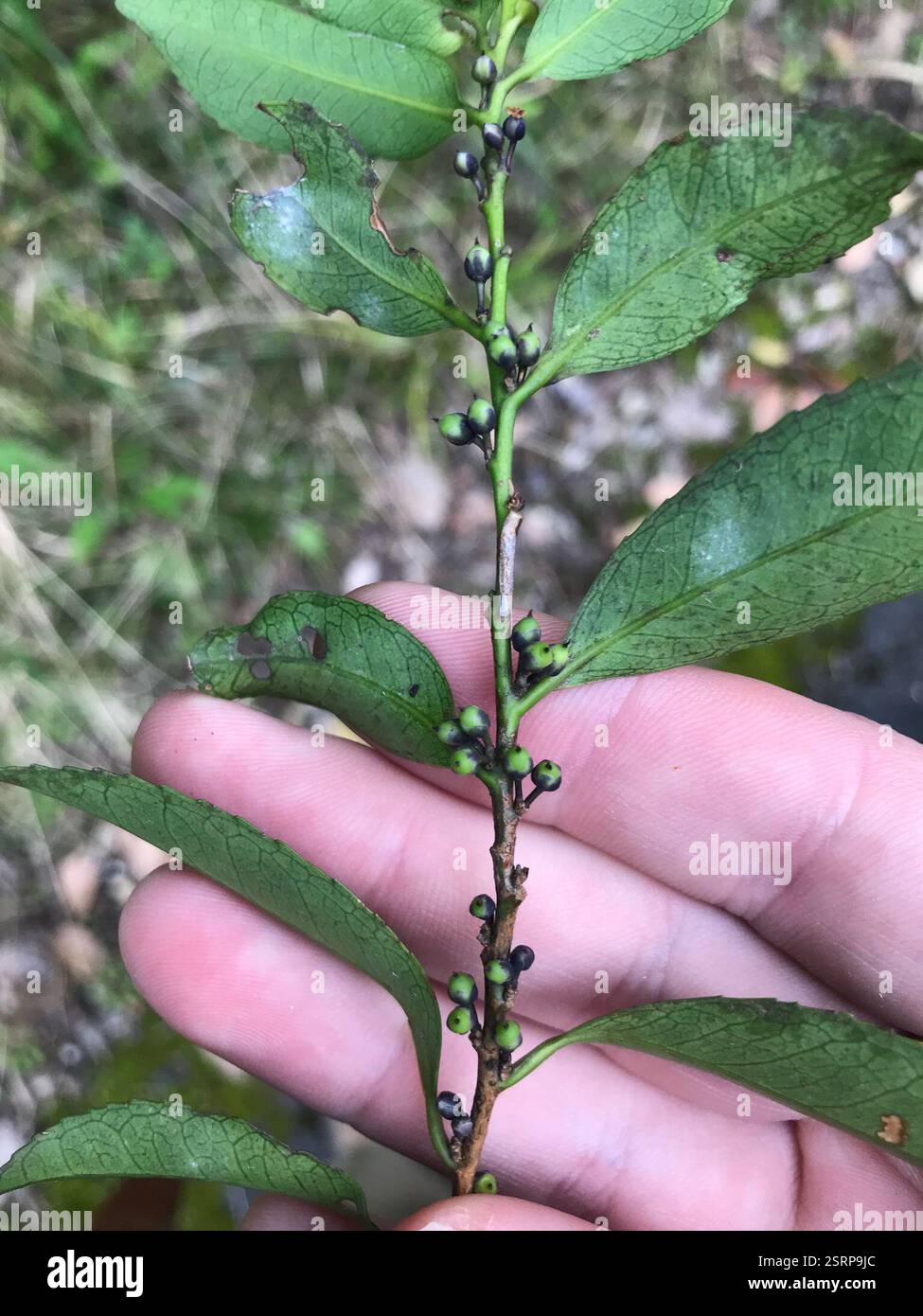 Japanese Eurya (Eurya japonica), Plantae, Kamikoshikicho Nakakoshiki ...