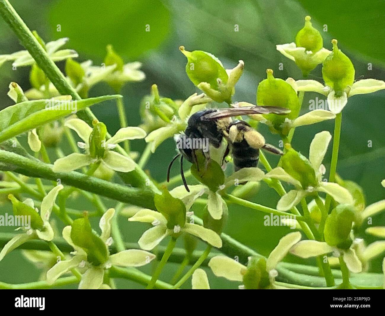 Mining Bees (Andrena), Insecta, Indian Meadows Ln, Edwardsville, IL, US ...