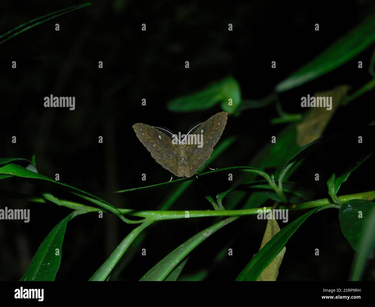 (Casbia), Insecta, Truganini Track, Taroona TAS 7053, Australia Stock ...