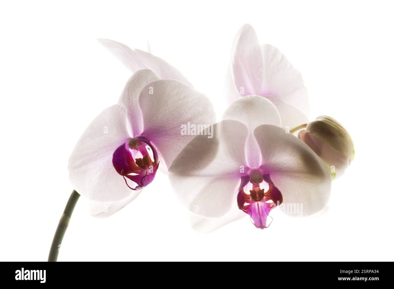 Butterfly on tree branch Cut Out Stock Images & Pictures - Alamy