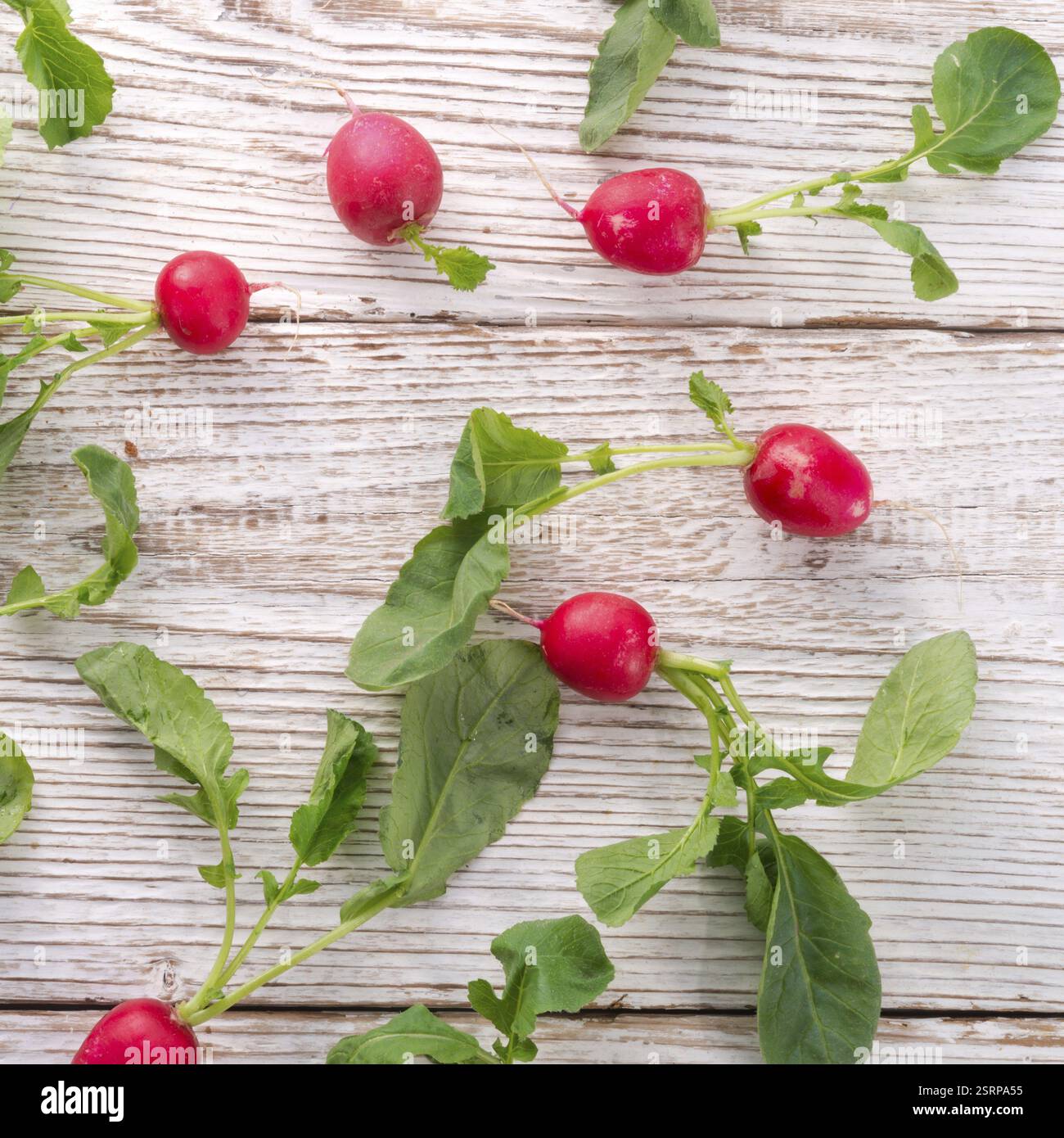 Radish root hairs hi-res stock photography and images - Alamy