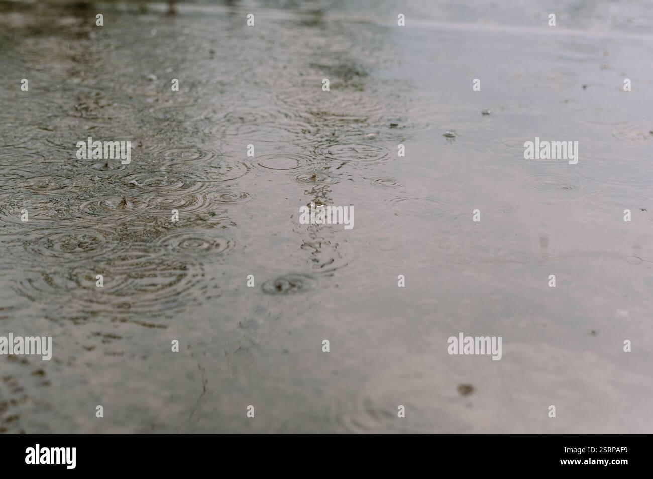 Raindrops form concentric rings on a still puddle, distorting the muted ...