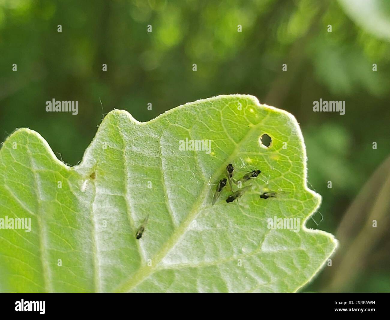 Aphids (Aphididae), Insecta, 72309 Tauragė, Lietuva Stock Photo - Alamy