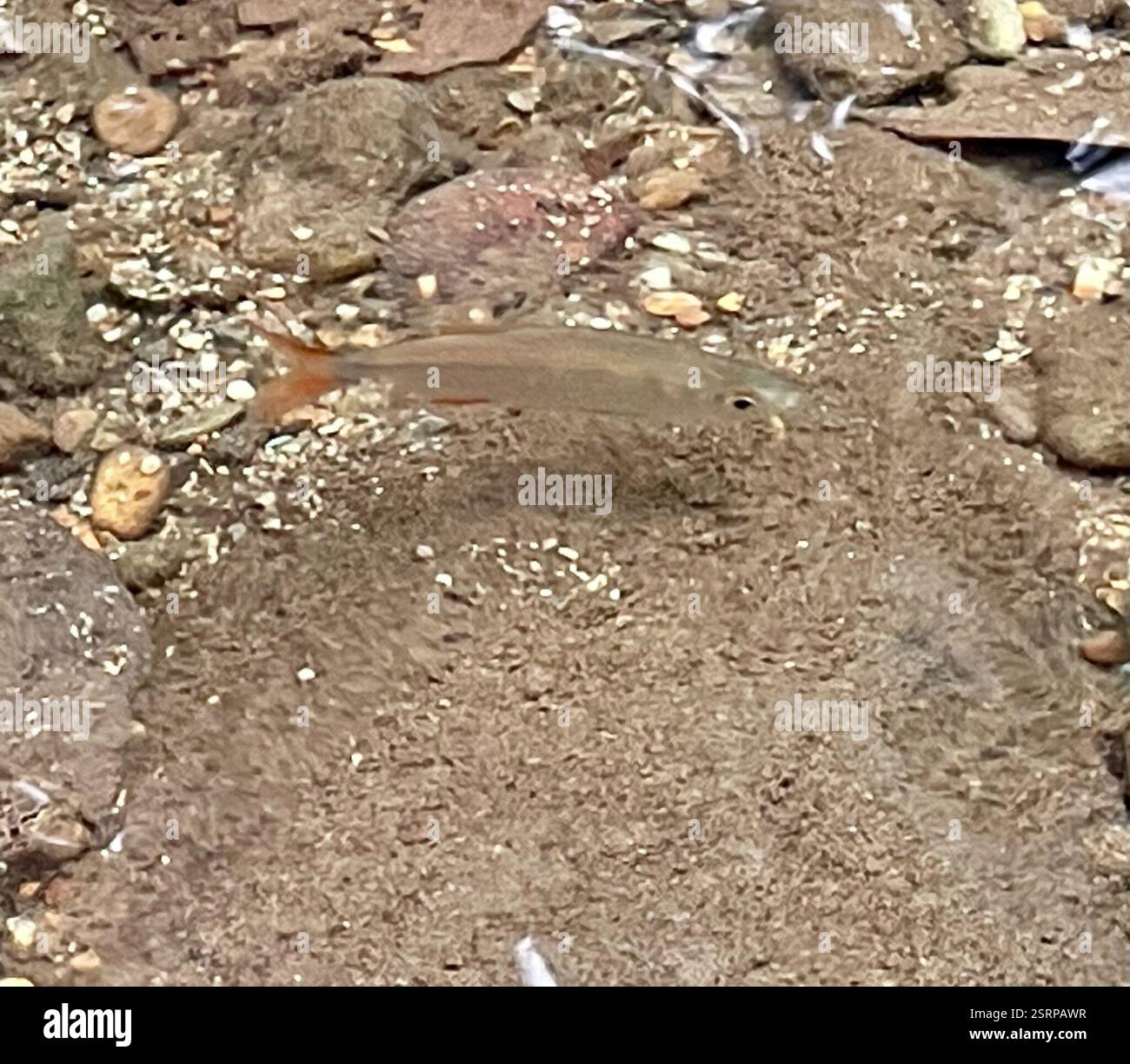 Tetra 6 hi-res stock photography and images - Alamy