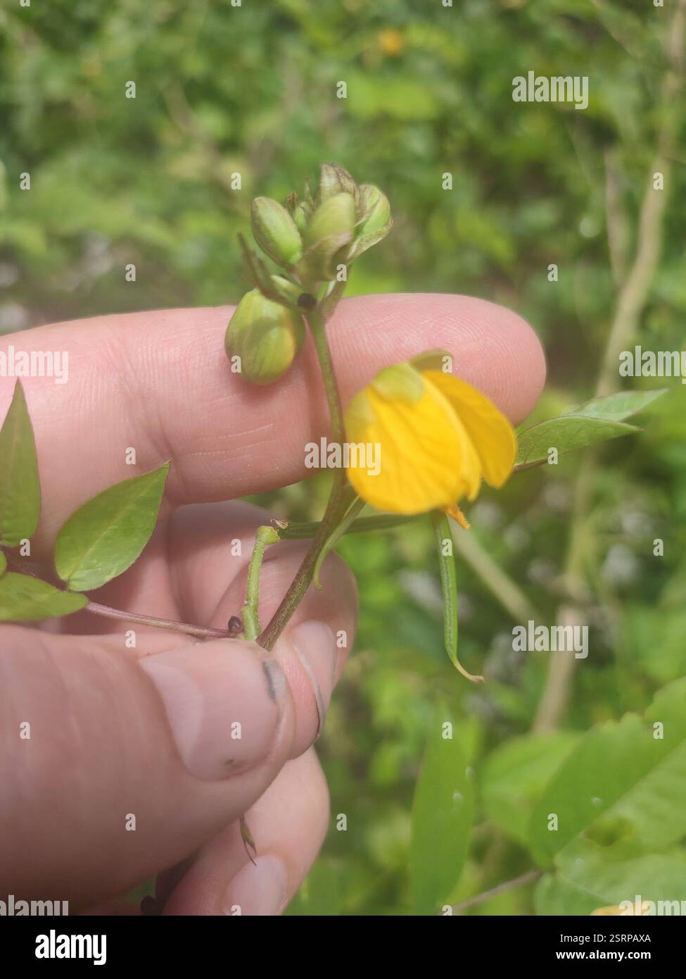 Coffee Senna (Senna occidentalis), Plantae, British Indian Ocean ...